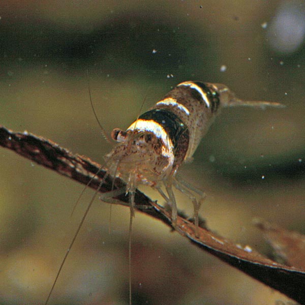 AQUAGREEN Fact Sheet