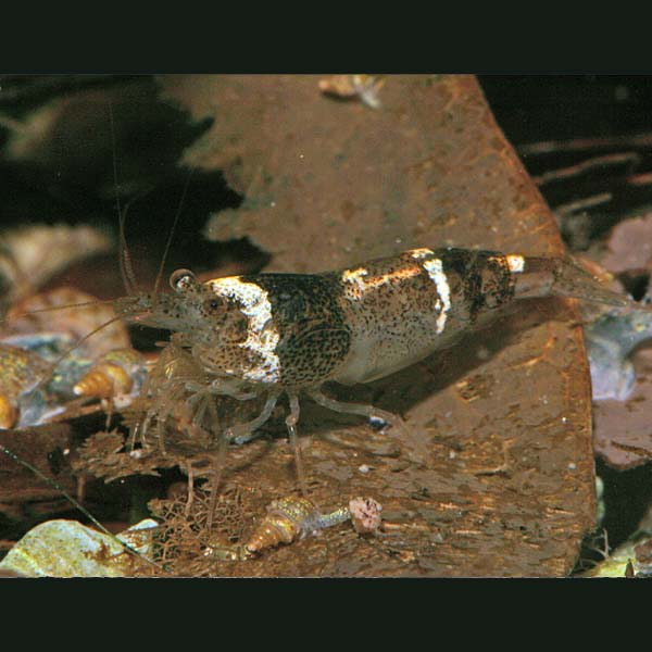 AQUAGREEN Fact Sheet